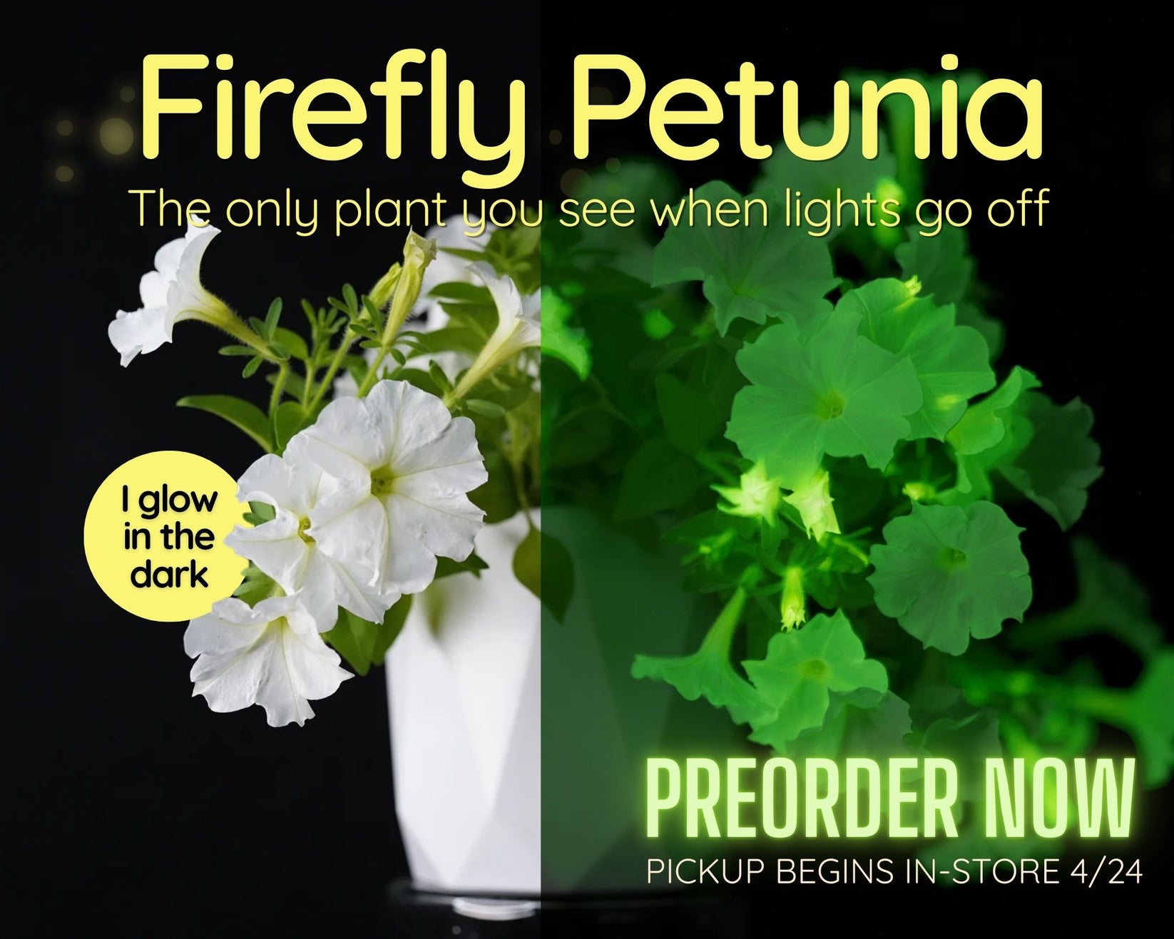 Firefly Petunia - Glow in the Dark | Preorder – Fiddleheads Garden Center