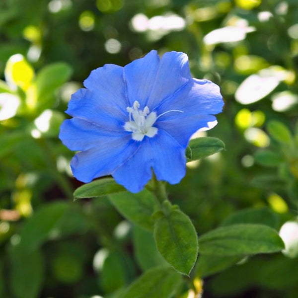 Beach Bum Blue Evolvulus | Trio – Fiddleheads Garden Center