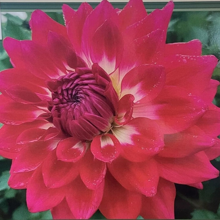 Dahlia Dinnerplate 'Debutante' - Spring Bulb 🌱 – Fiddleheads Garden Center