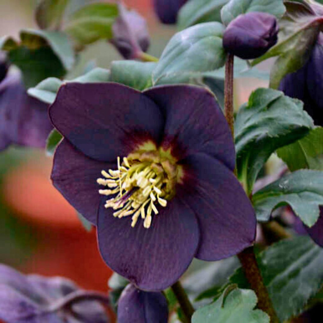 What The Hellebores! – Fiddleheads Garden Center