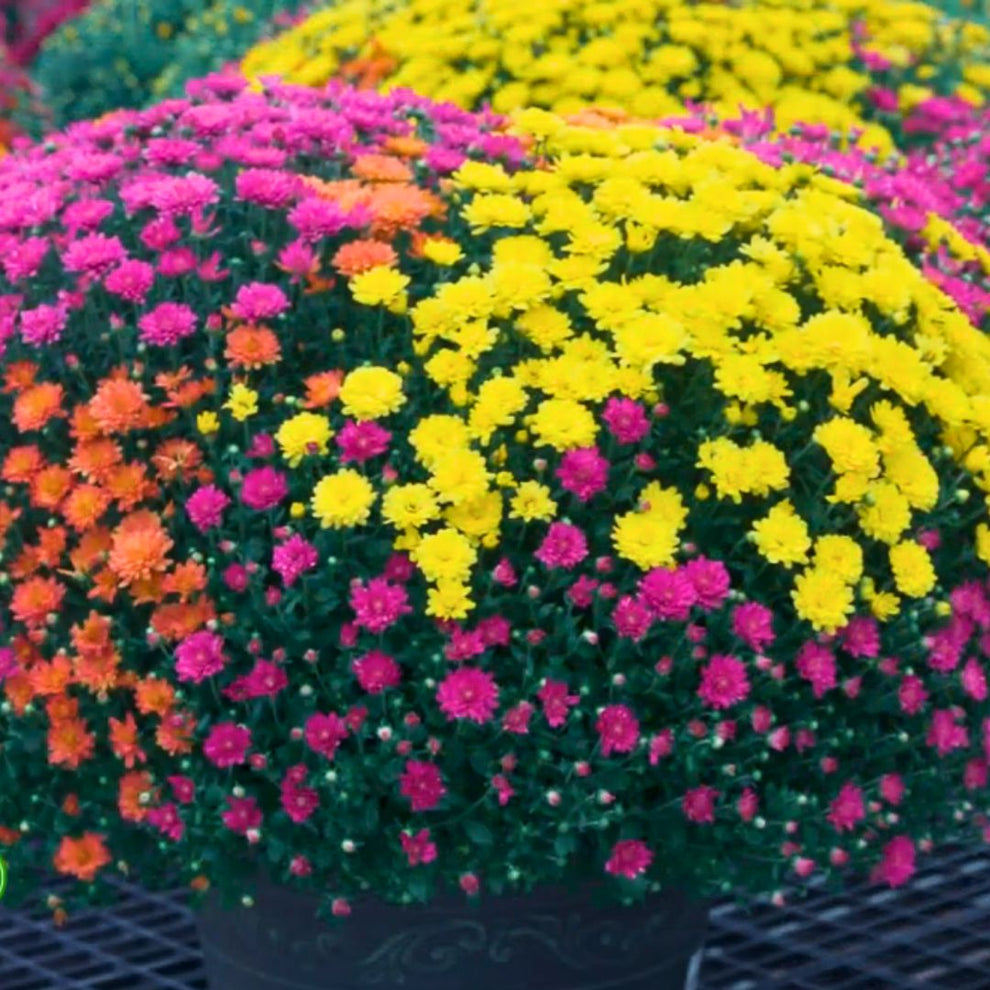 Mum-Believable Tricolor – Fiddleheads Garden Center