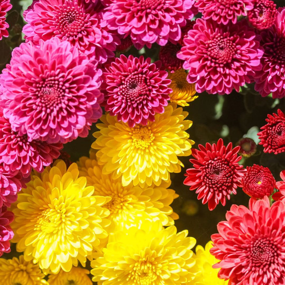 Mum-Believable Tricolor – Fiddleheads Garden Center