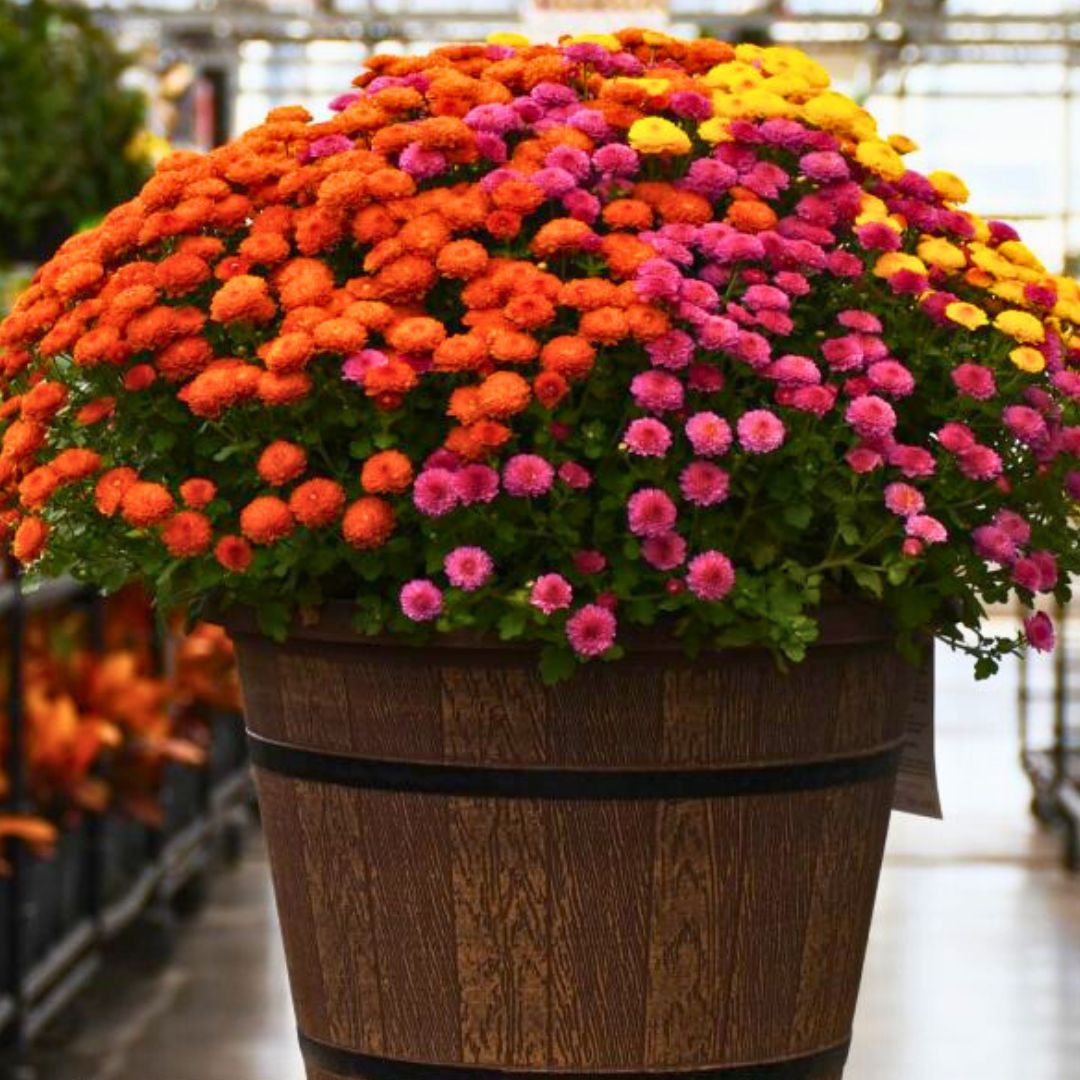 Mum-Believable Tricolor – Fiddleheads Garden Center