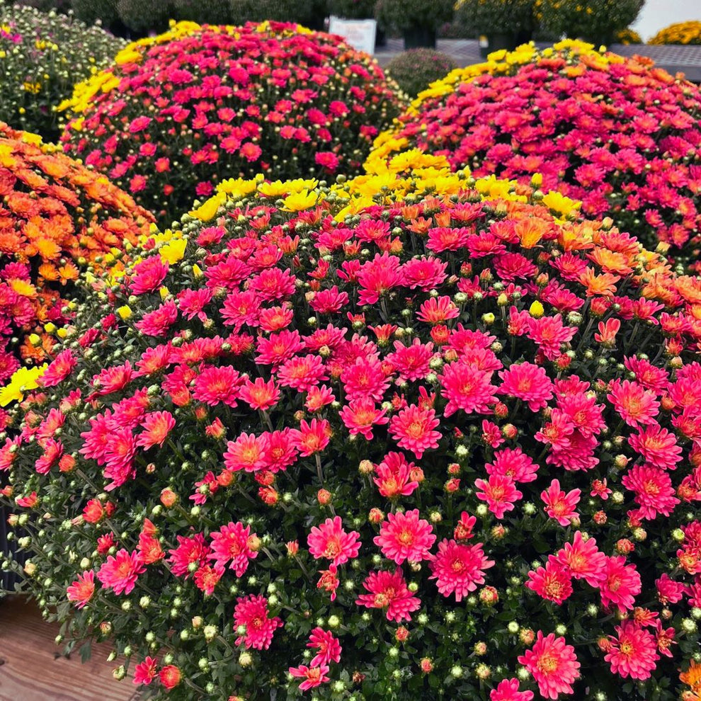 Mum-Believable Tricolor – Fiddleheads Garden Center