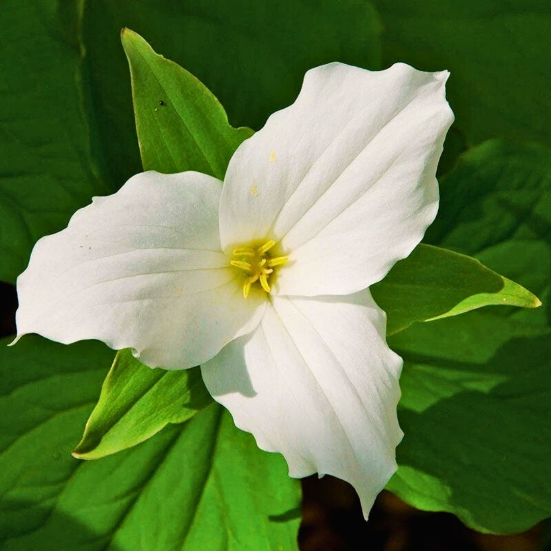 Trillium 'Wake-Robin White'— Spring Bulb 🌱 – Fiddleheads Garden Center
