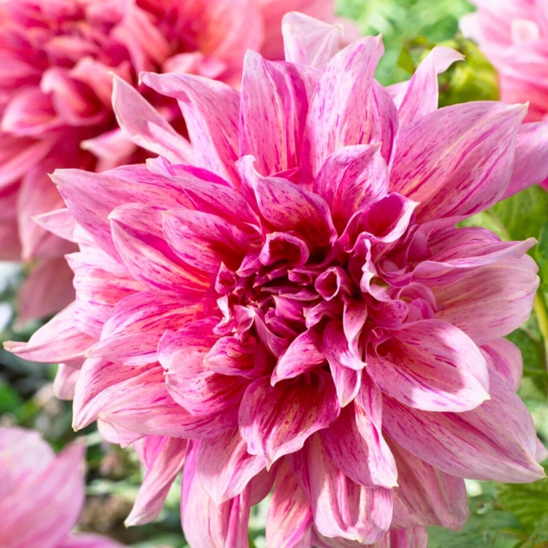 Dahlia Dinnerplate 'Emory Paul' - Spring Bulb 🌱 – Fiddleheads Garden Center