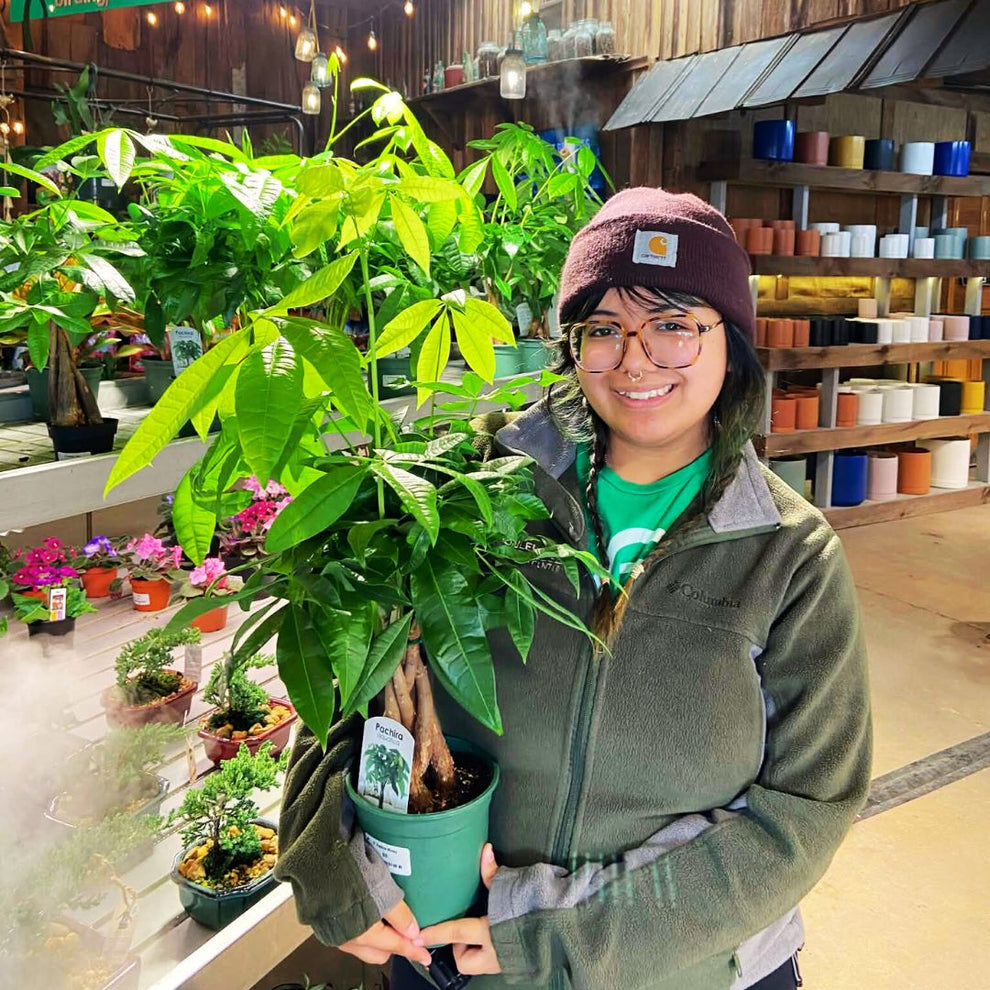 'Lucky Charm' Money Tree 🪴 – Fiddleheads Garden Center
