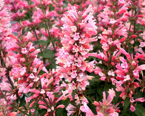 Agastache ‘Pink Pearl’ — Cotton‑Candy Hummingbird Mint – Fiddleheads ...