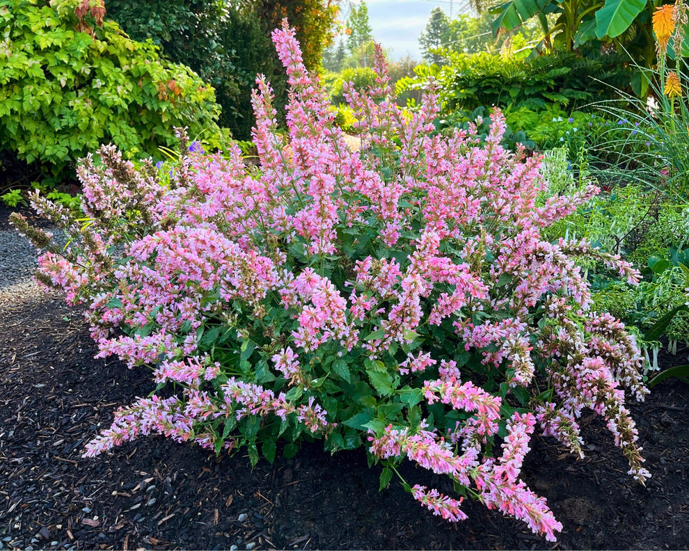 Agastache ‘Pink Pearl’ — Cotton‑Candy Hummingbird Mint – Fiddleheads ...