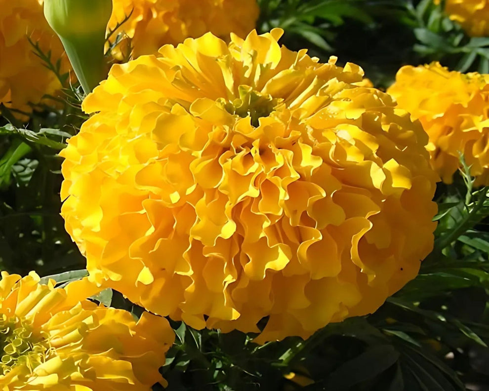 Bali Gold - African Marigold – Fiddleheads Garden Center