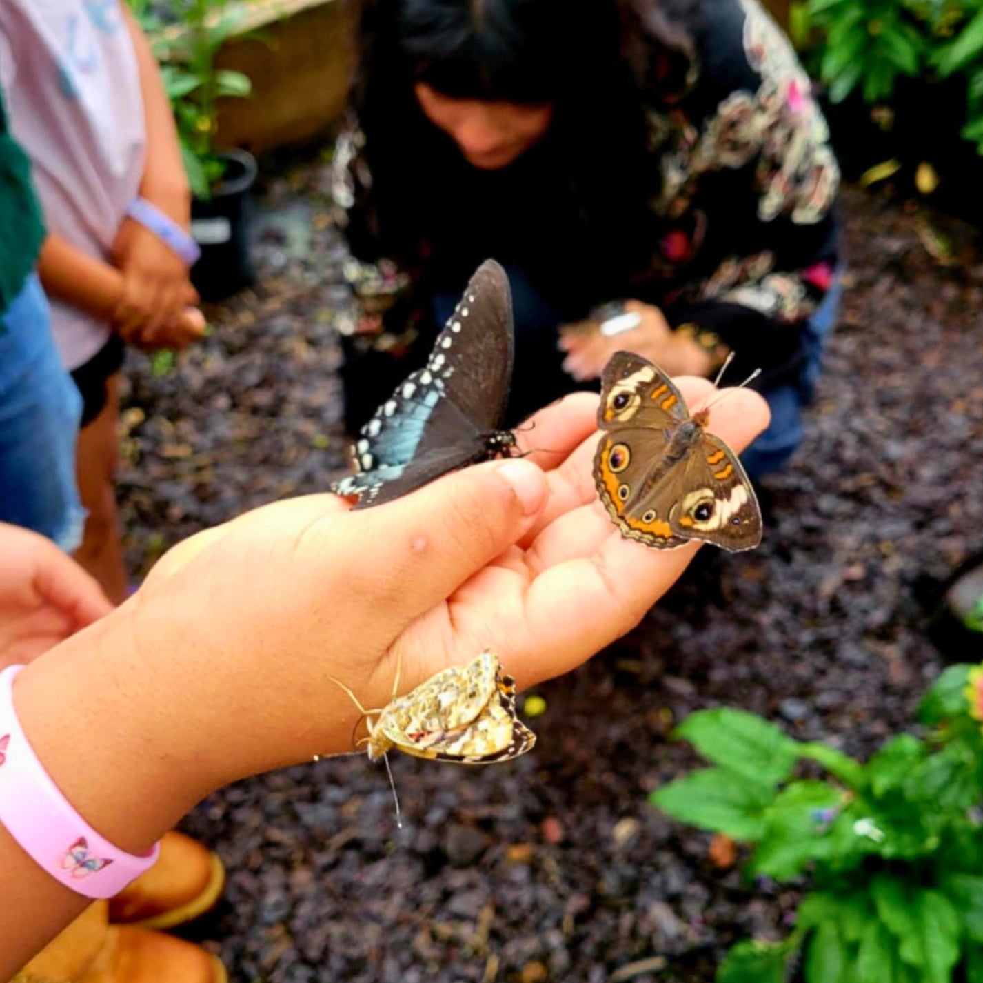 Pollinator Pavilion Butterfly Release Experience – Fiddleheads Garden ...