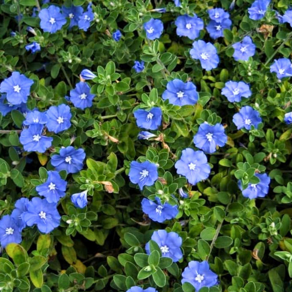 Fiddleheads Garden Center | Dalton, Georgia