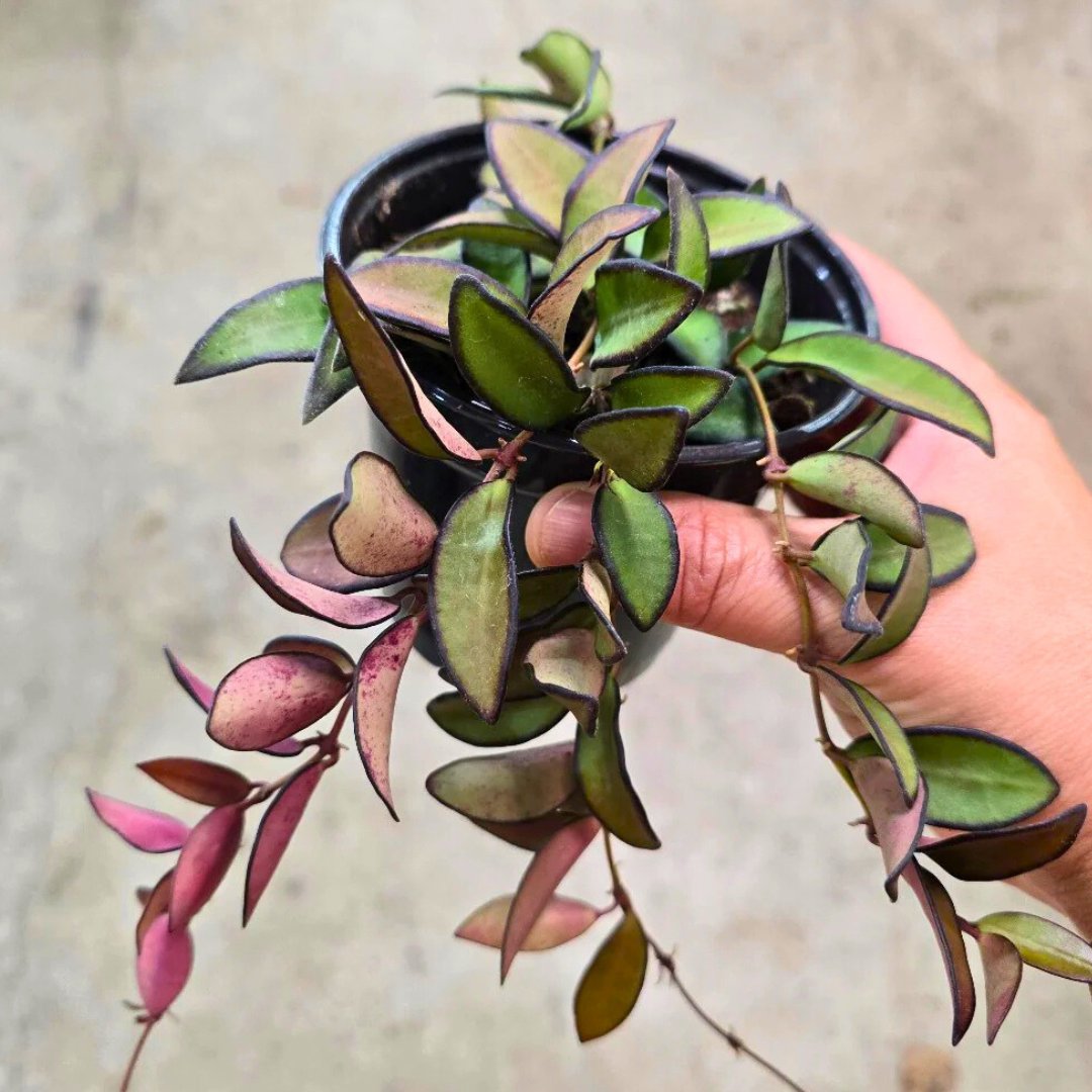 Hoya 'Rosita' - Foliage Fest Preorder – Fiddleheads Garden Center
