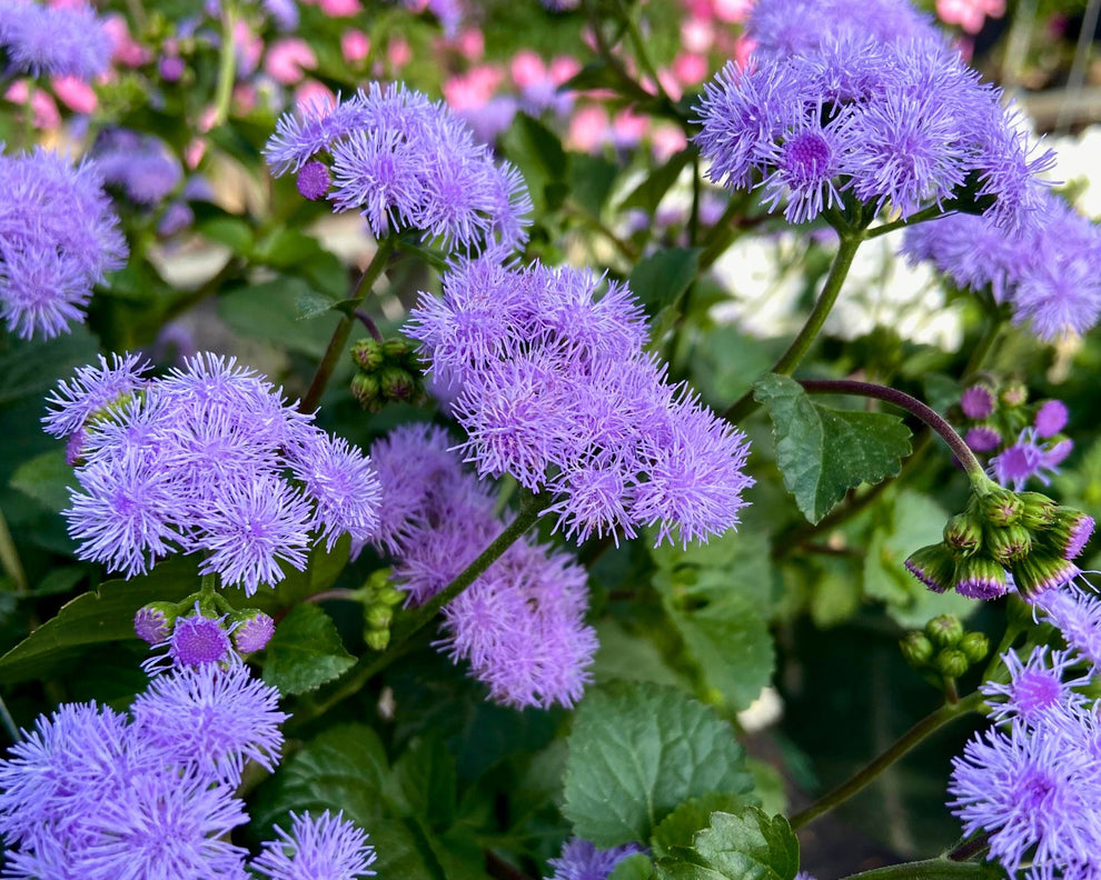 Ageratum 'Monarch Magic' – Fiddleheads Garden Center