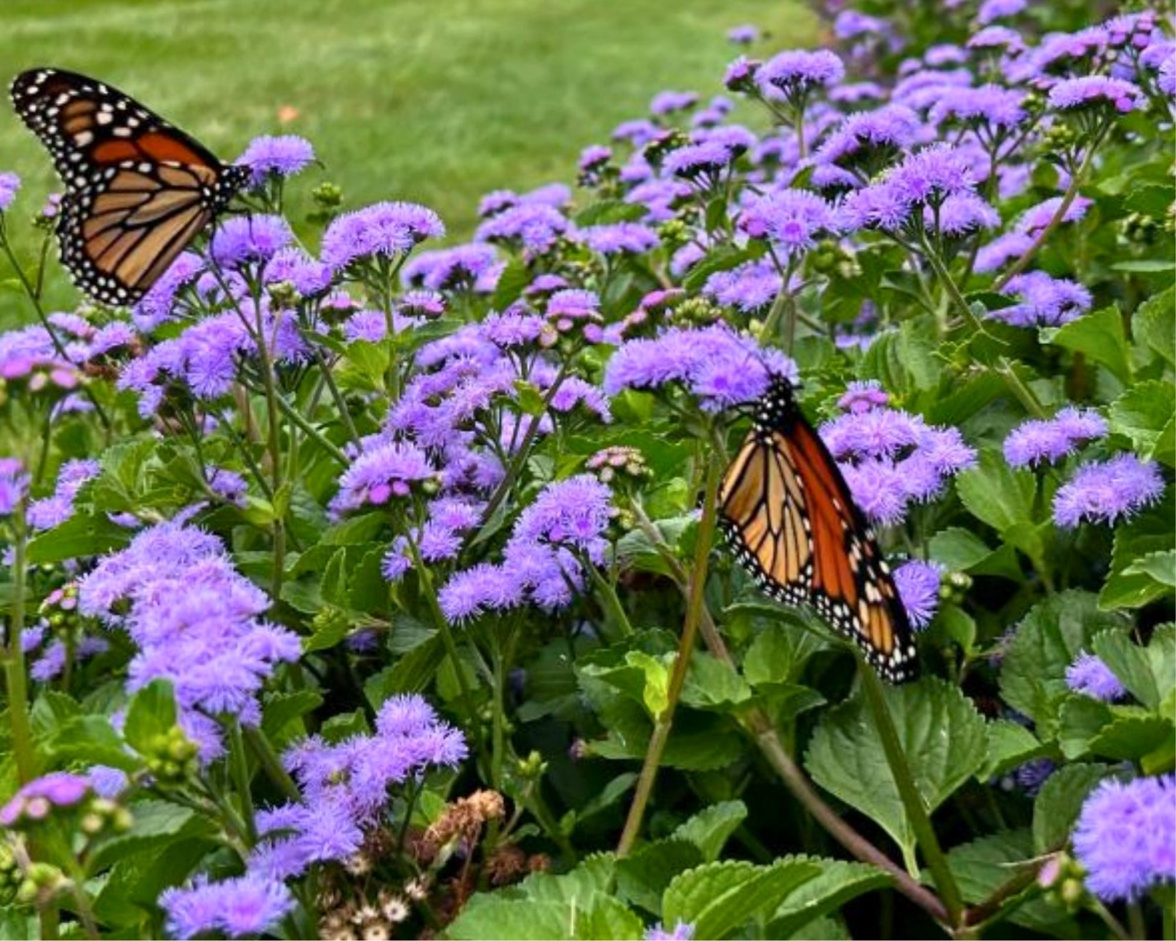 Ageratum 'Monarch Magic' – Fiddleheads Garden Center
