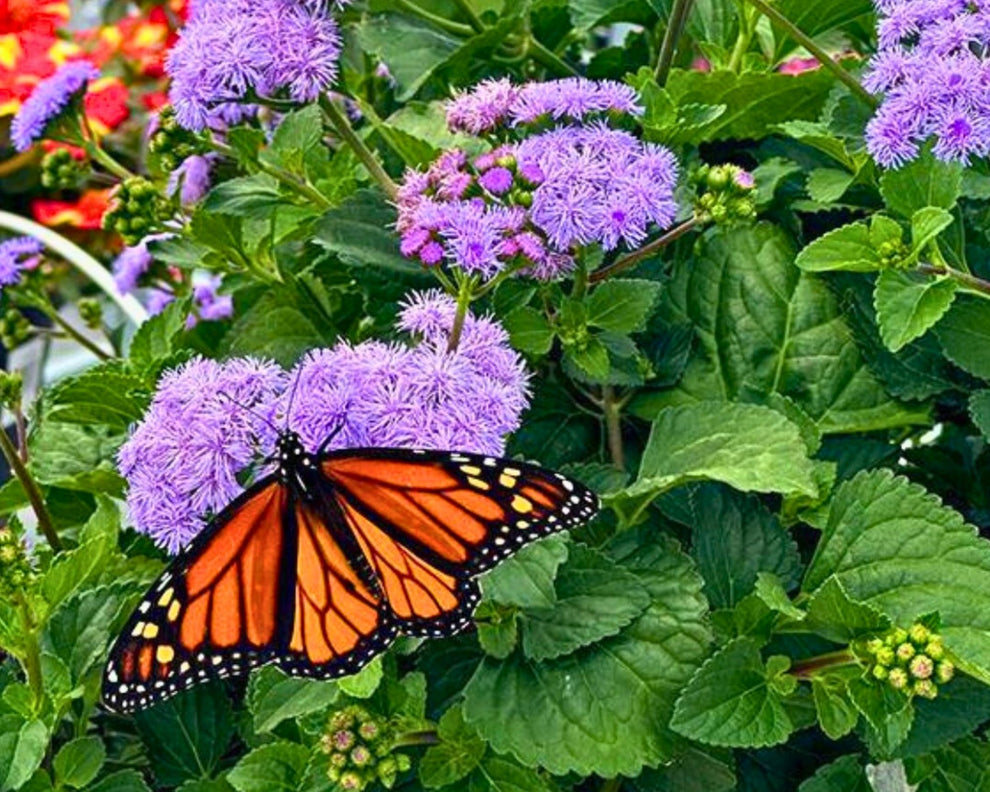 Ageratum 'Monarch Magic' – Fiddleheads Garden Center