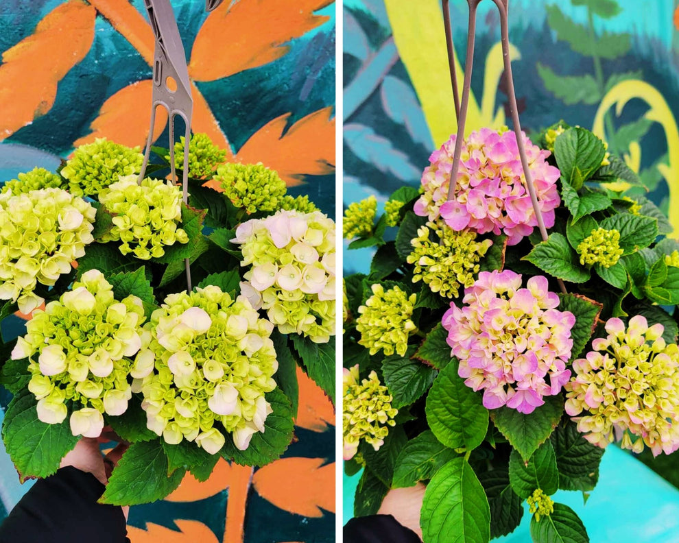 Hydrangea Magic – Tabletensia Hanging Basket – Fiddleheads Garden Center