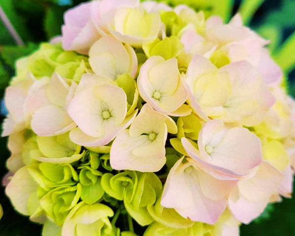 Hydrangea Magic – Tabletensia Hanging Basket – Fiddleheads Garden Center