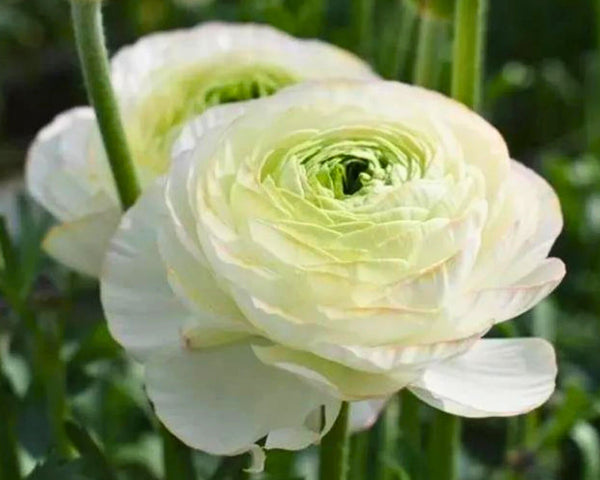 Cloud Dancer Ranunculus – Fall Bulb Preorder (10 Bulbs) – Fiddleheads ...