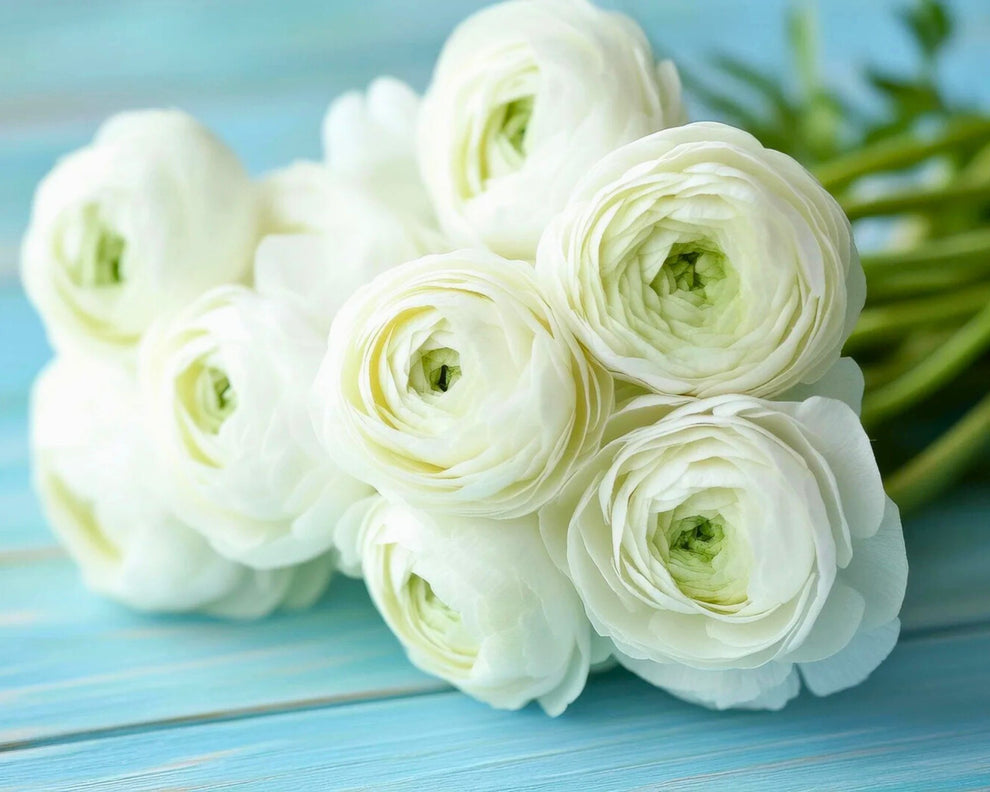 Cloud Dancer Ranunculus – Fall Bulb Preorder (10 Bulbs) – Fiddleheads ...