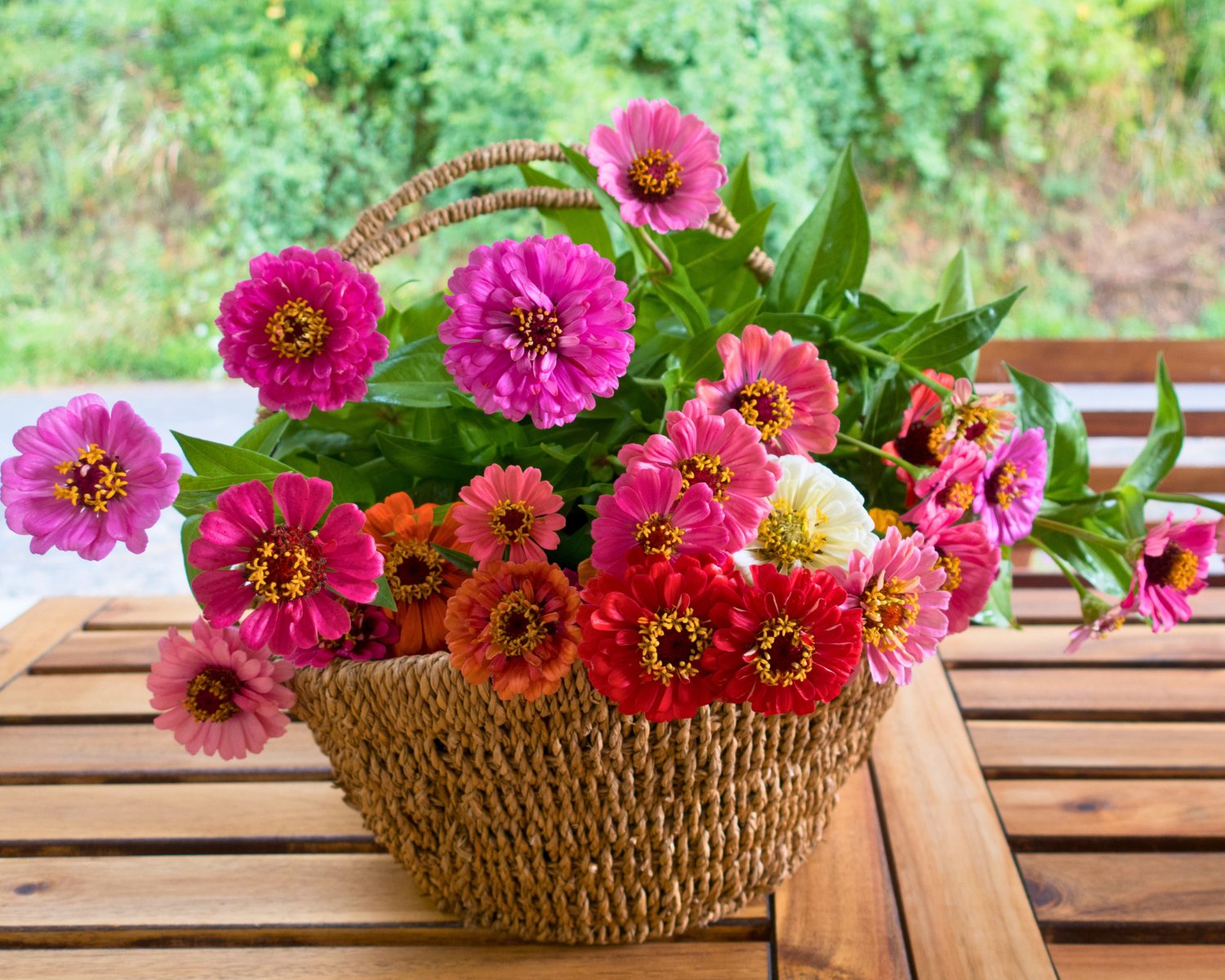 Zinnia 'State Fair Mix' – Fiddleheads Garden Center
