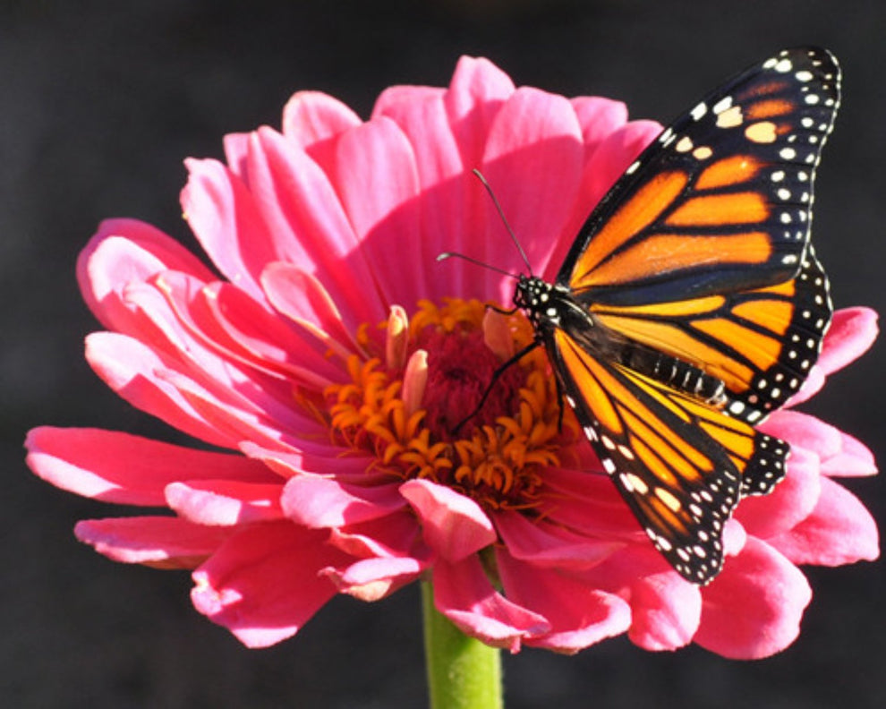 Zinnia 'State Fair Mix' – Fiddleheads Garden Center