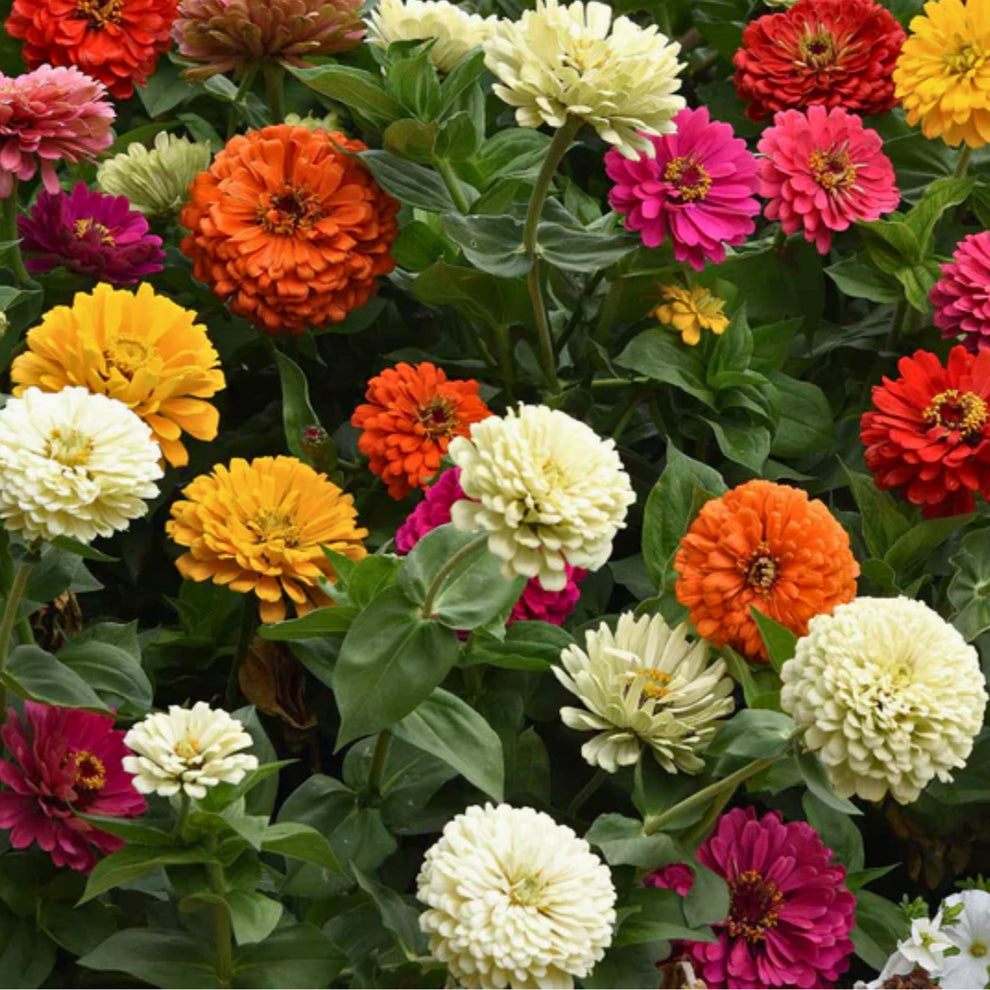 Zinnia 'State Fair Mix' – Fiddleheads Garden Center